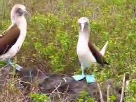 Blue Footed Booby Dance - YouTube