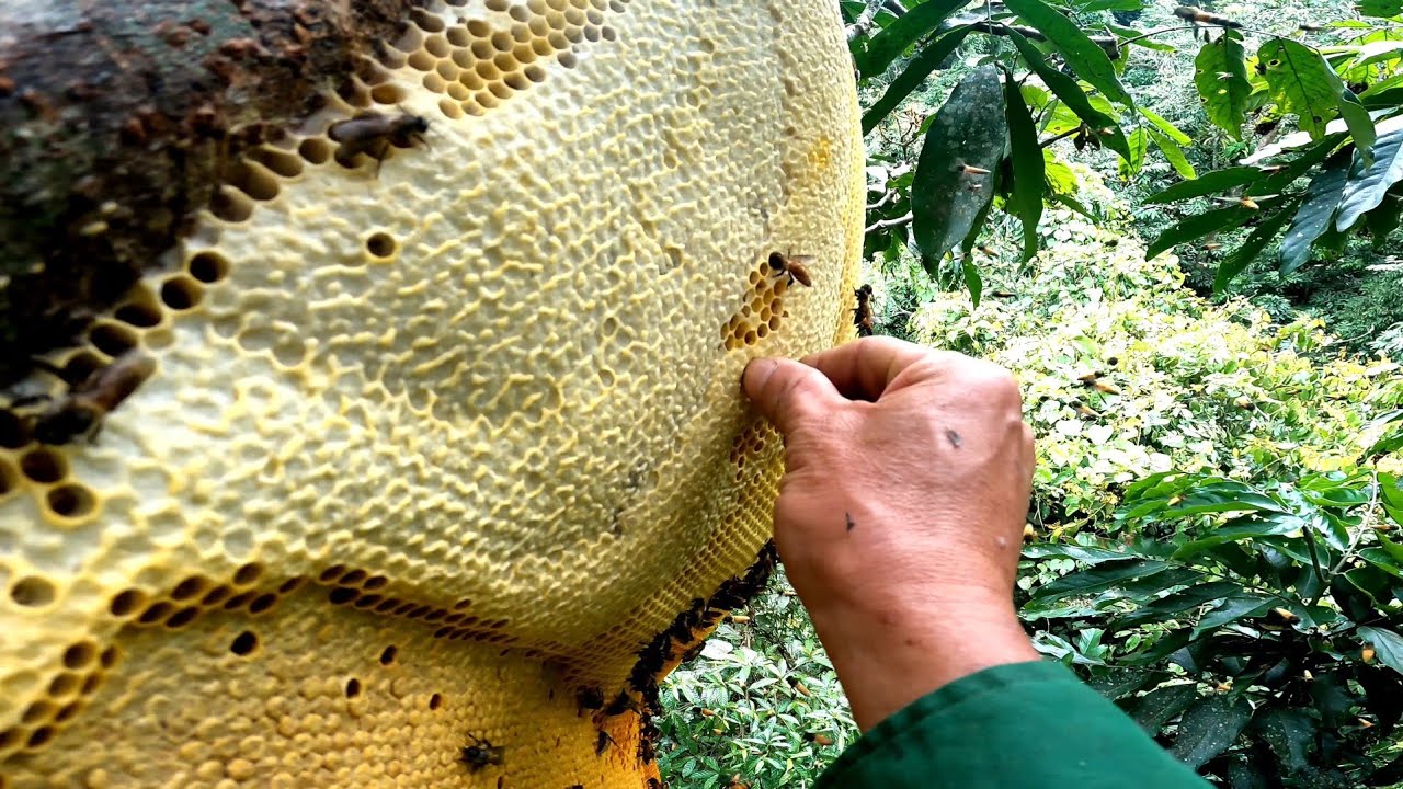 Full video of close-up footage of dangerous honey bee hunting _ part 4 ...