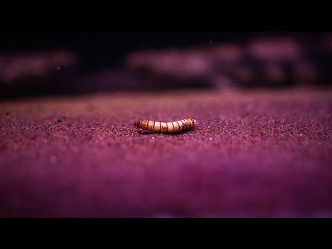first time feeding Superworms to my predatory fish! - YouTube