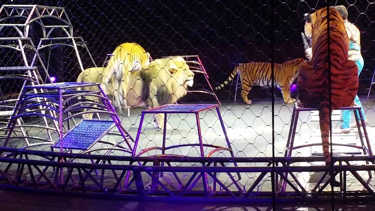 Lions and tigers at the circus - YouTube