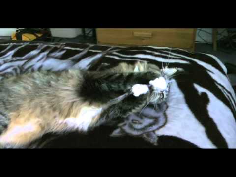 Abby Cat playing with the most unusual and unexpected toy