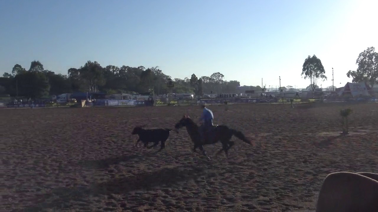 2018 Warwick Stallion draft Rd 1 - Holdens Contrast & Jon Templeton 89 ...