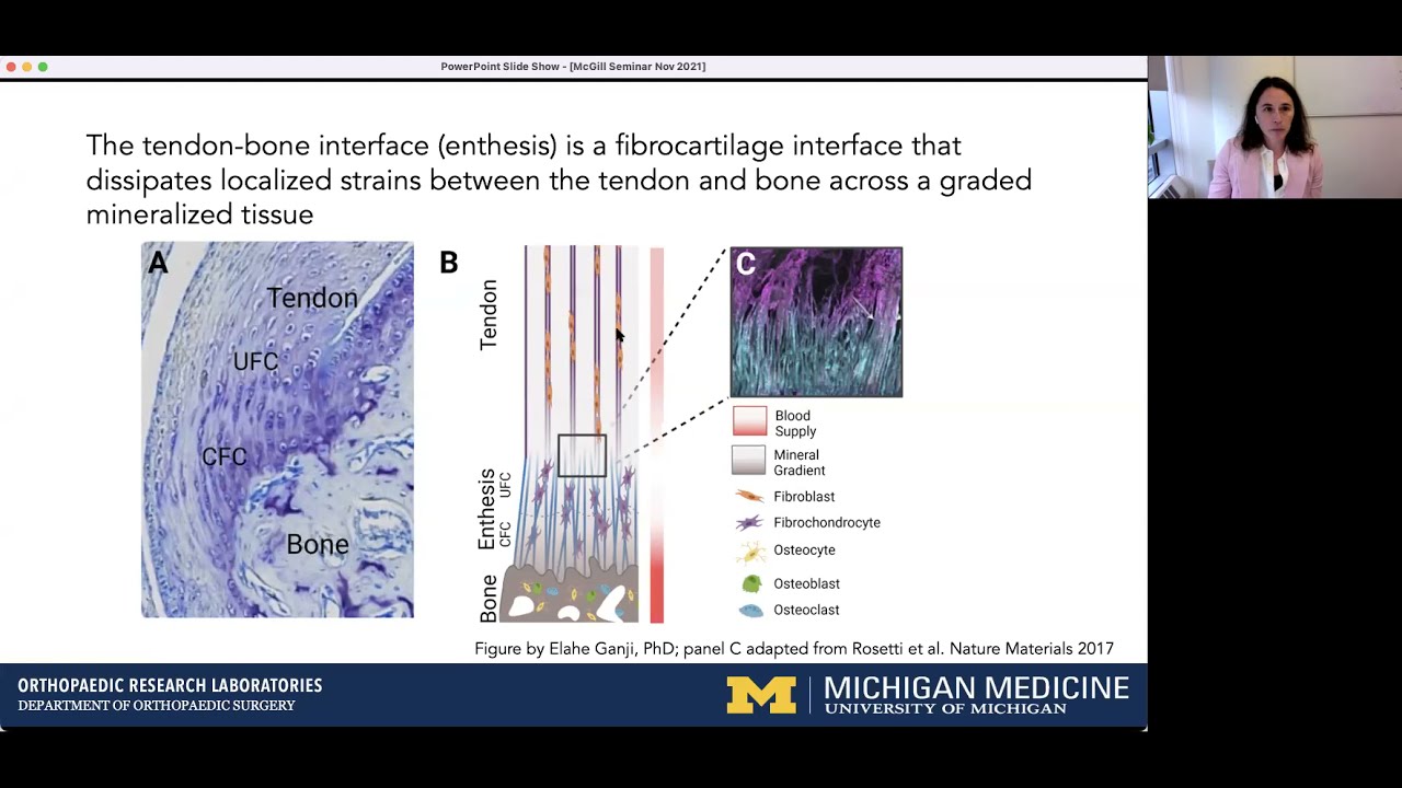 Mechanobiology and Growth of the Tendon-Bone Interface - Seminar Series ...