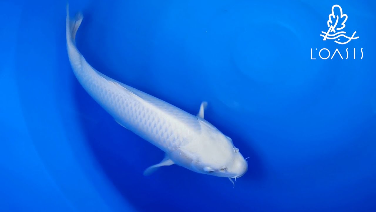 Purachina - Carpe Koi Japon - Oasis - YouTube