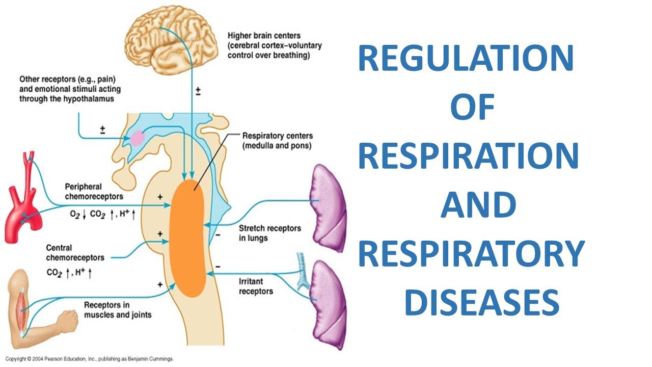 REGULATION OF RESPIRATION & RESPIRATORY DISORDERS/CLASS 12/NEET BIOLOGY ...