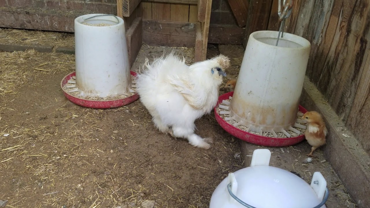 Silkie Mom Adopts Bovan Brown Chicks - YouTube