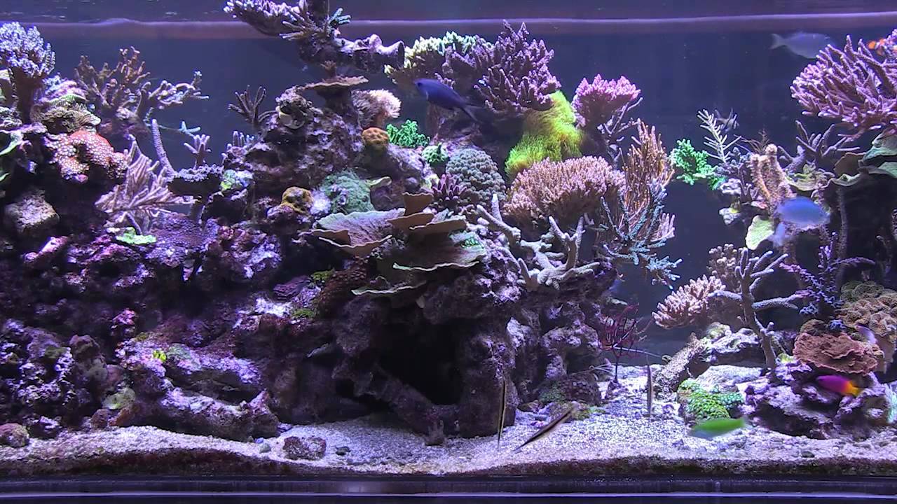 Peter's Fish Tank - Episode 3.2 - Eye Candy - YouTube
