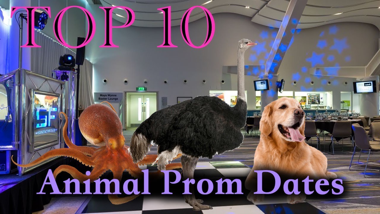 Top 10 Animal Prom Dates - YouTube