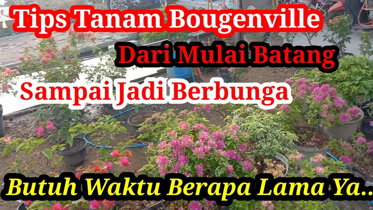 Berapa Lama Menanam Bunga Bougenville Mulai Dari Batang... Ini ...