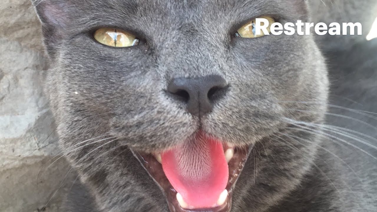 SMOL GRIL GOES AWAY TOO FAST! TIMES ARE MEOWING WHEN THE COFFEE LASTS ...