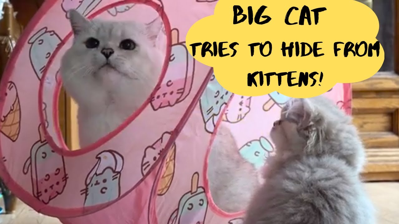 Apollo cat tries to hide himself from kittens! Apollo cat kitten # ...