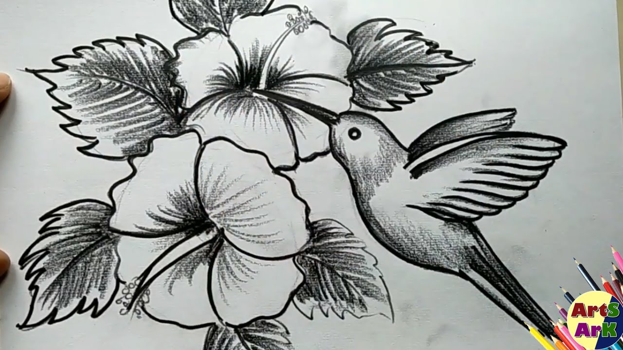 Humming bird on flower easy drawing | China rose or Hibiscus flower ...