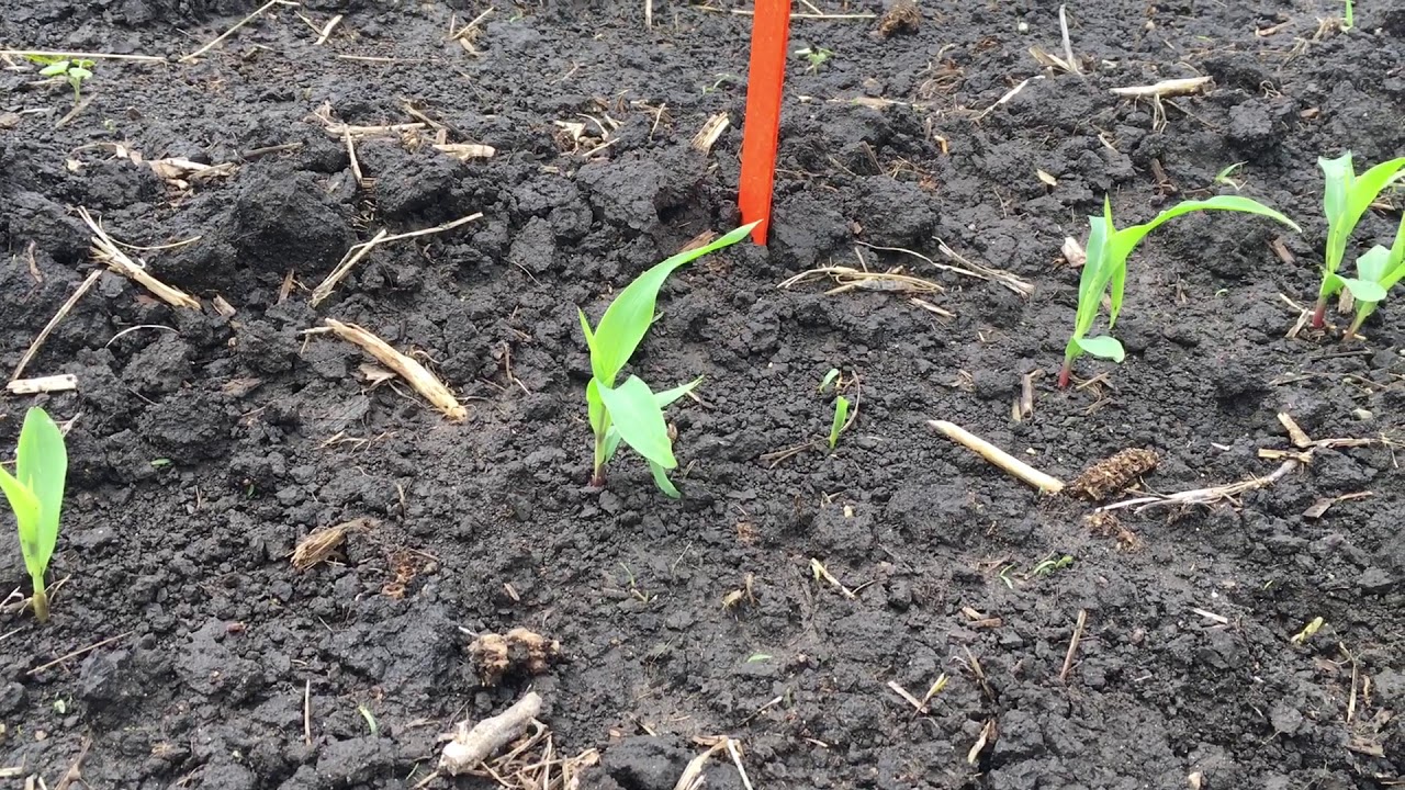 2020 Uneven Corn Emergence - YouTube