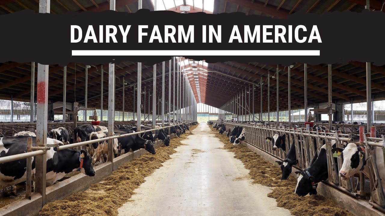Dairy Farm in America | Dairy Farms in USA | Dairy Farm at Sunset ...