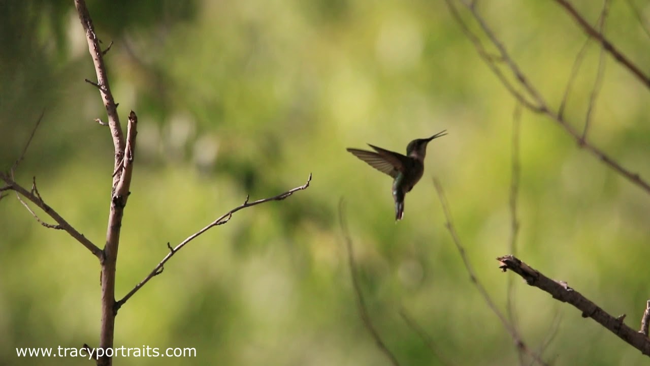 Hummingbird eating bugs - YouTube