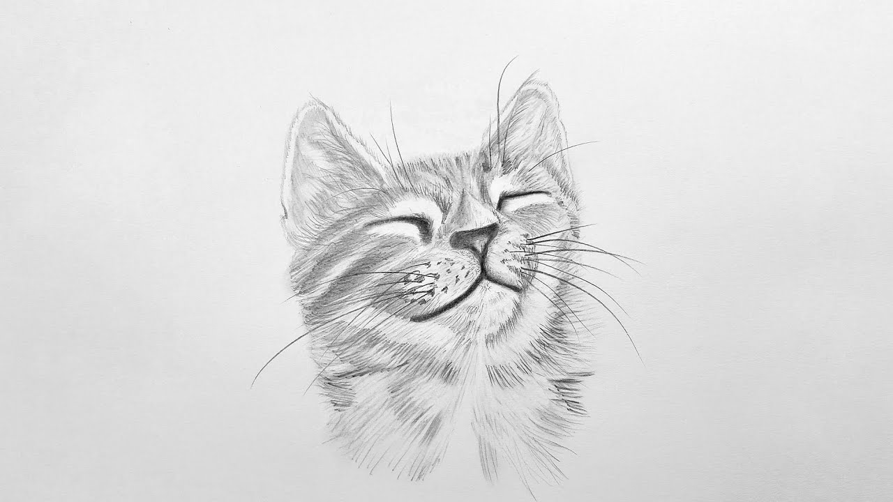 Cat pencil drawing process 🐱 | Daily Art Practice - YouTube