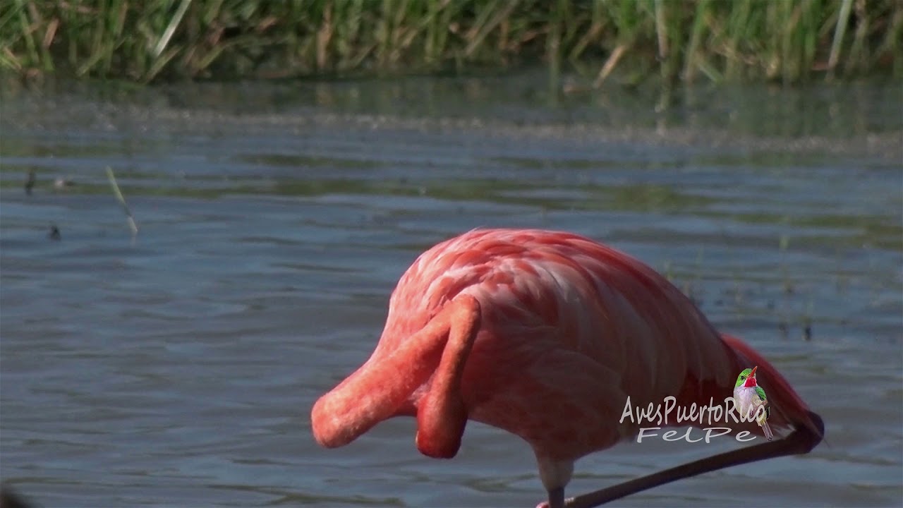 Flamenco Americano acicalándose (Flamengo American, Phoenicopterus ...