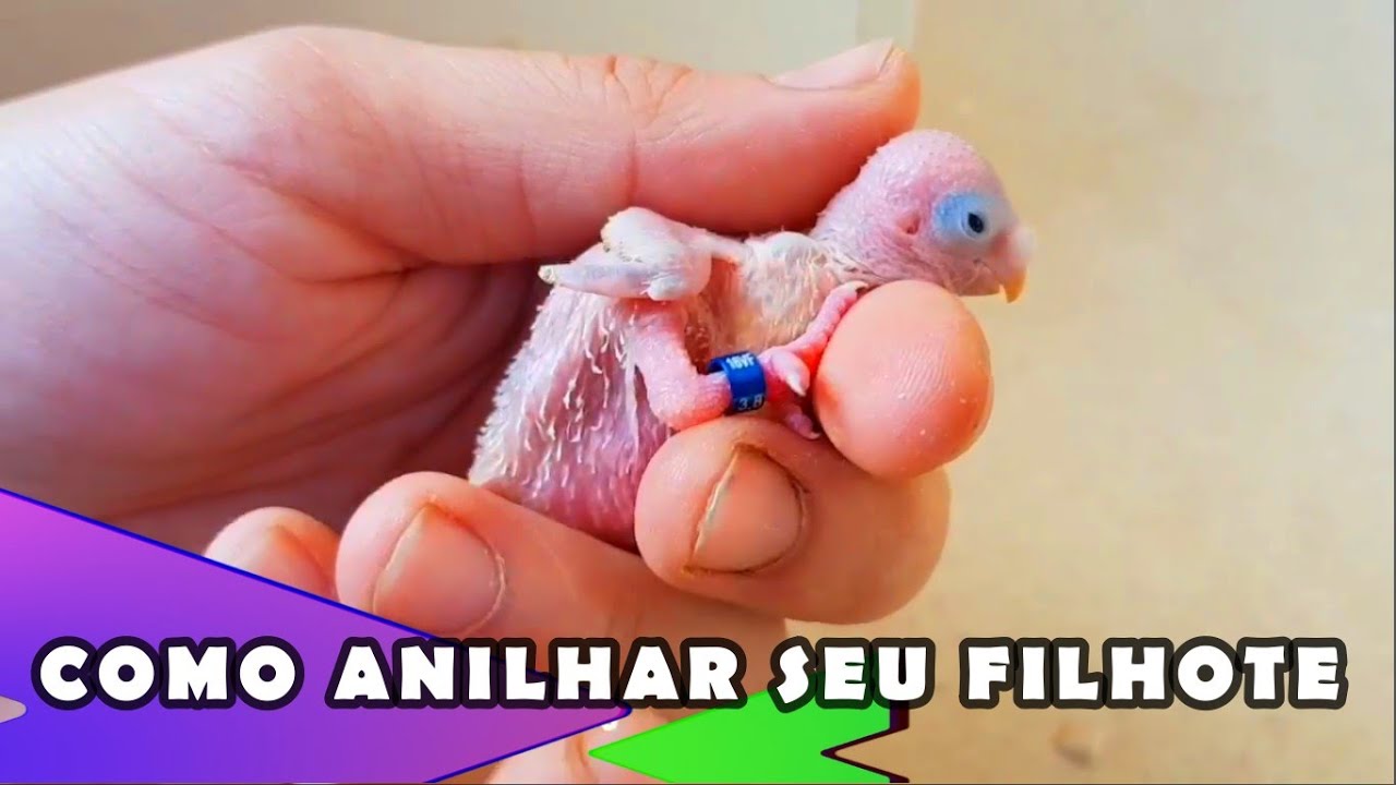 COMO COLOCAR ANILHAS EM SEUS FILHOTES DE AVES EXÓTICAS EM GERAL - YouTube