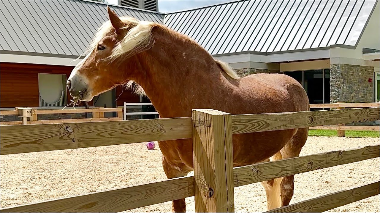 Stable Star: Exploring the United States National Horse Stables in ...