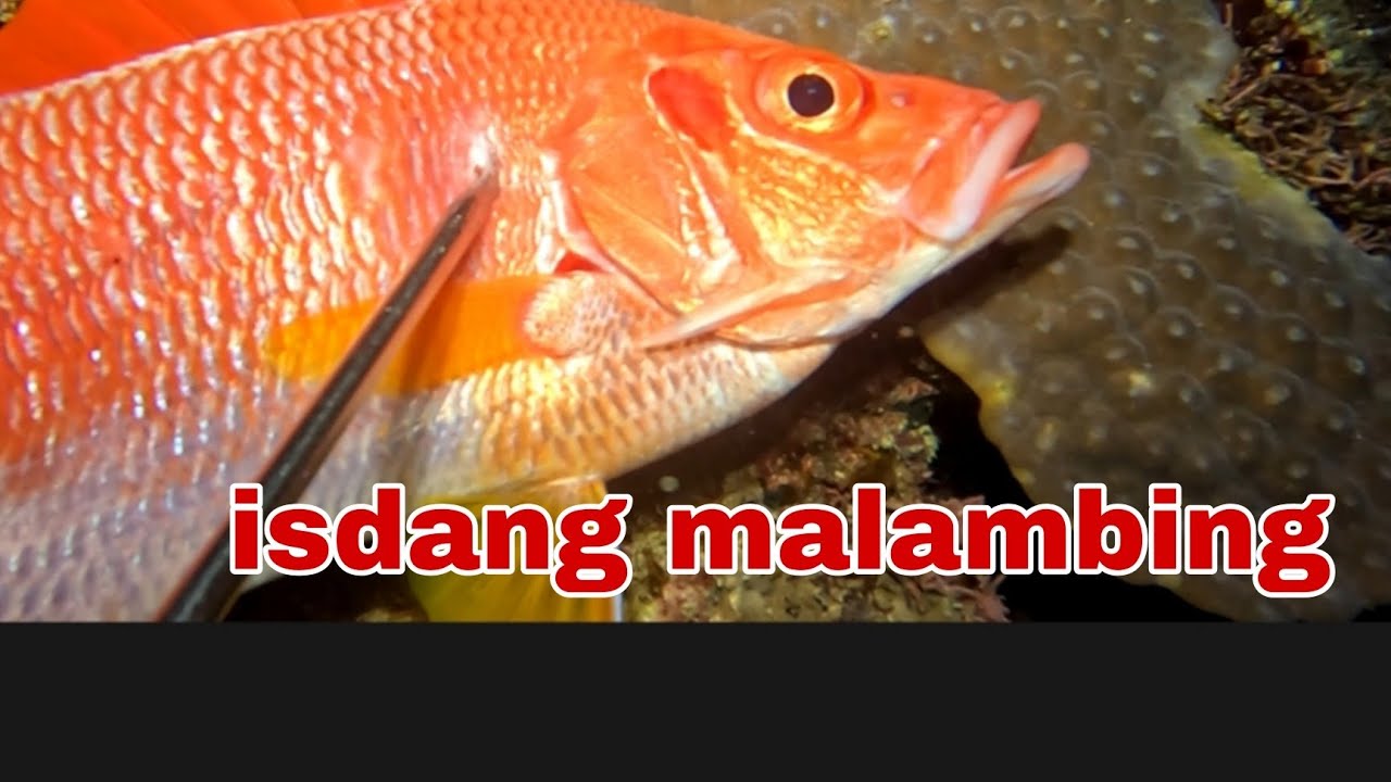 isdang malambing - YouTube