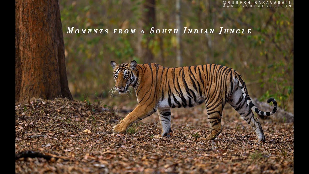 Moments from a South Indian Jungle - YouTube