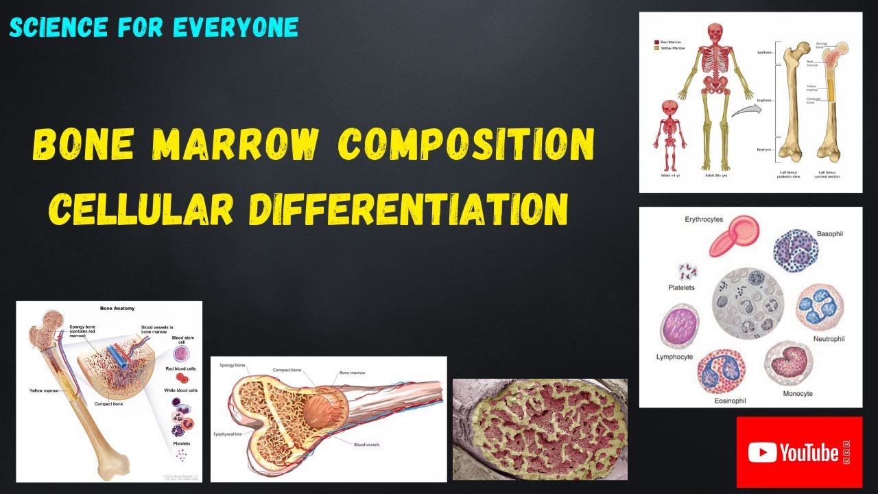 IMMUNOLOGY | Bone Marrow (Composition) | Cellular Differentiation of ...