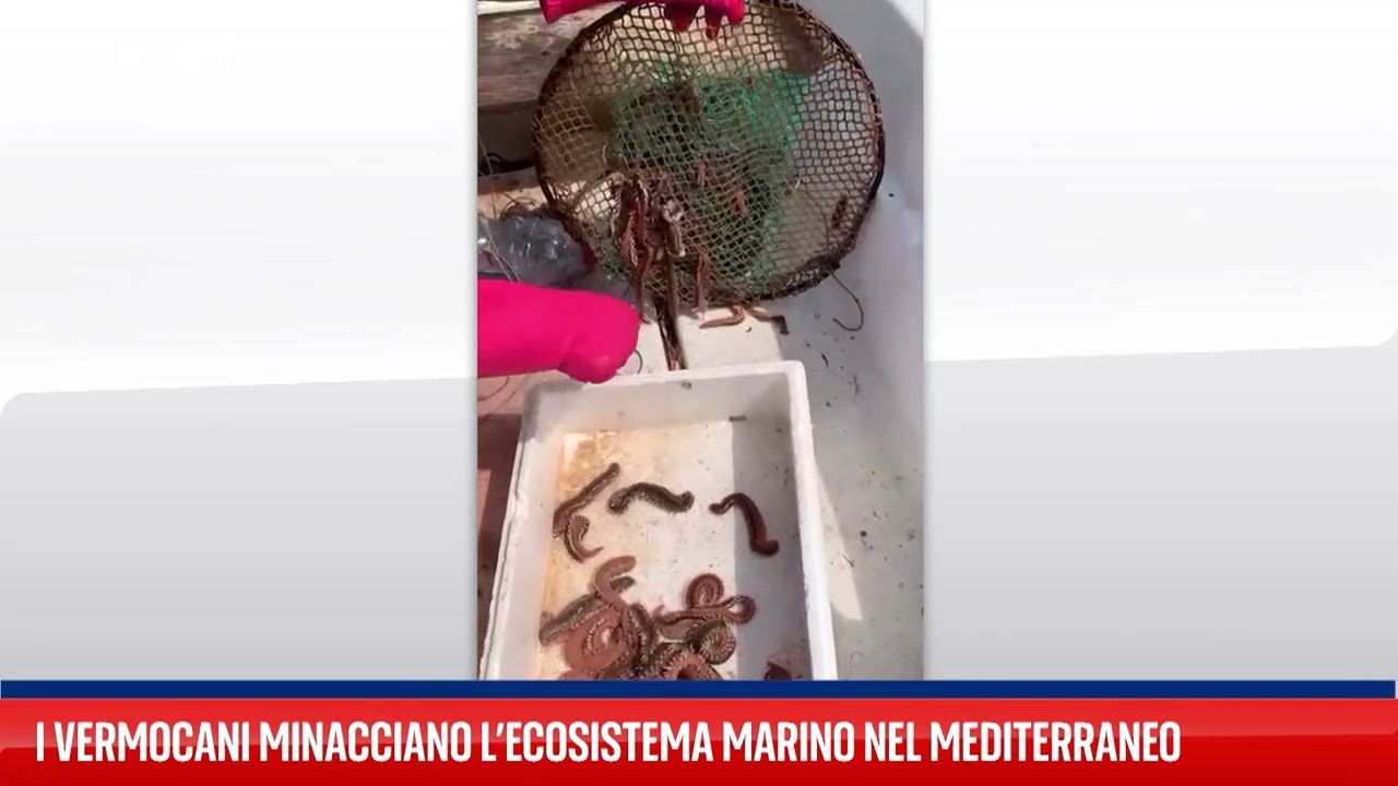 Vermocani, la trappola nelle acque al largo di Milazzo - YouTube