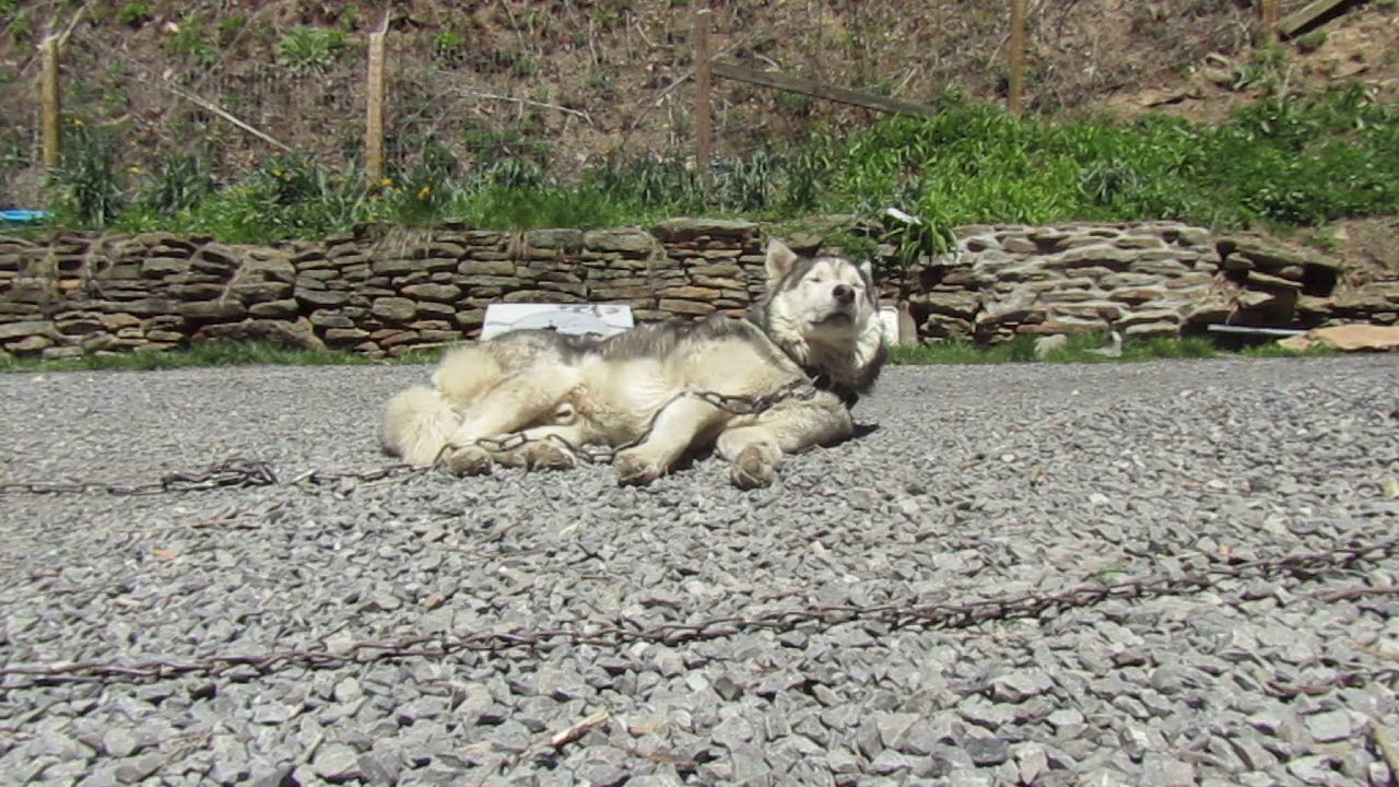 Balto sleeping - YouTube
