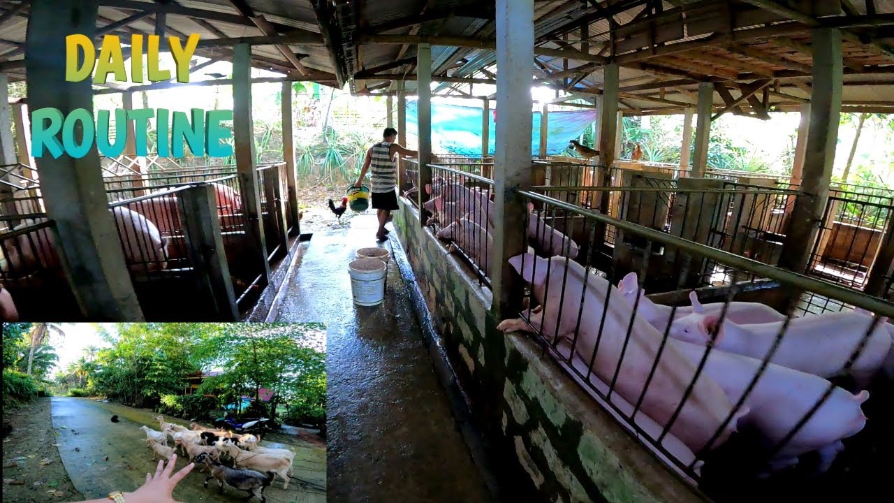 FARMERS DAILY ROUTINE WITH TIPS | TERZAGHI TV - YouTube