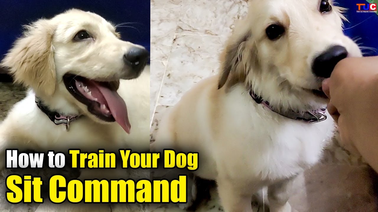 How To Train Your Dog Sit Command, With New Golden Retriever Puppy ...