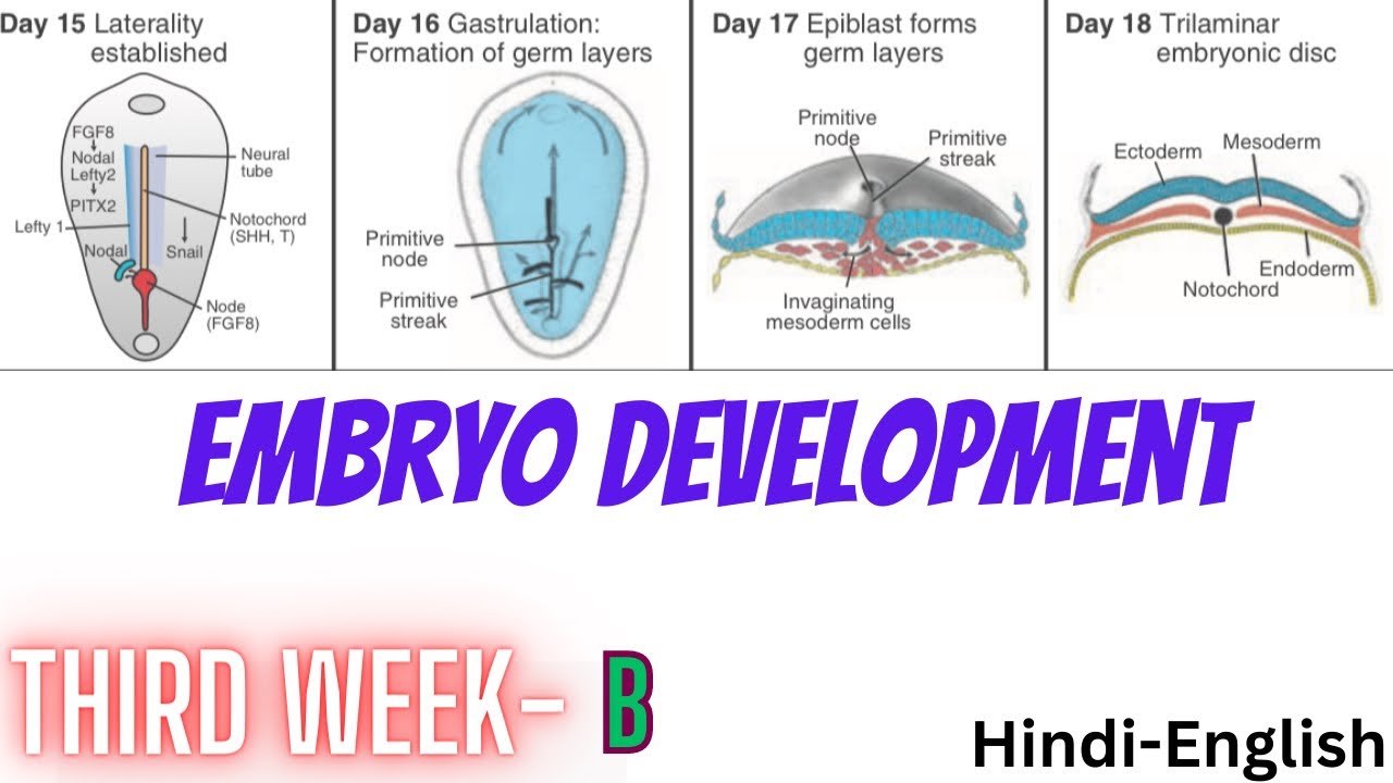Third week of development in embryonic period of life. Part B - YouTube