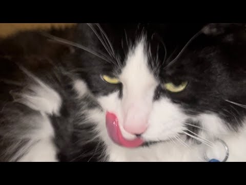 RIZZ CAT ALLERT - YouTube
