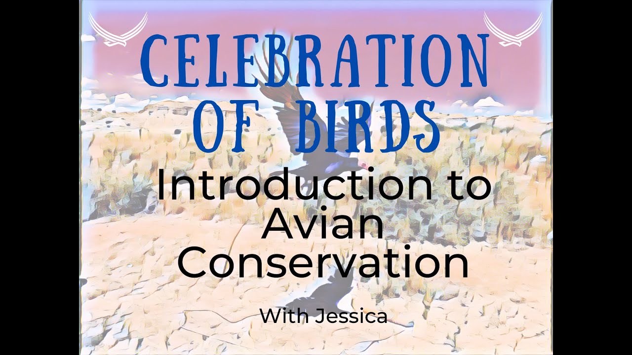 Introduction to Avian Conservation - YouTube
