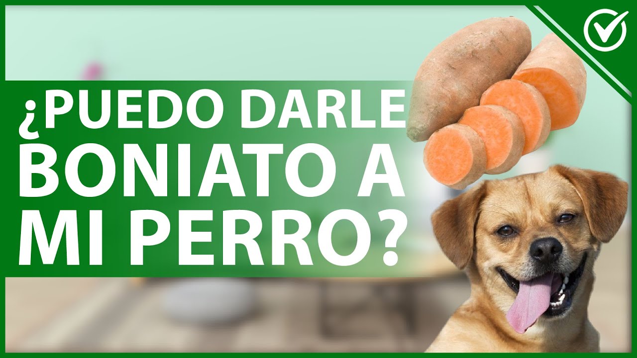 Puedes Alimentar A Los Perros Con Batatas