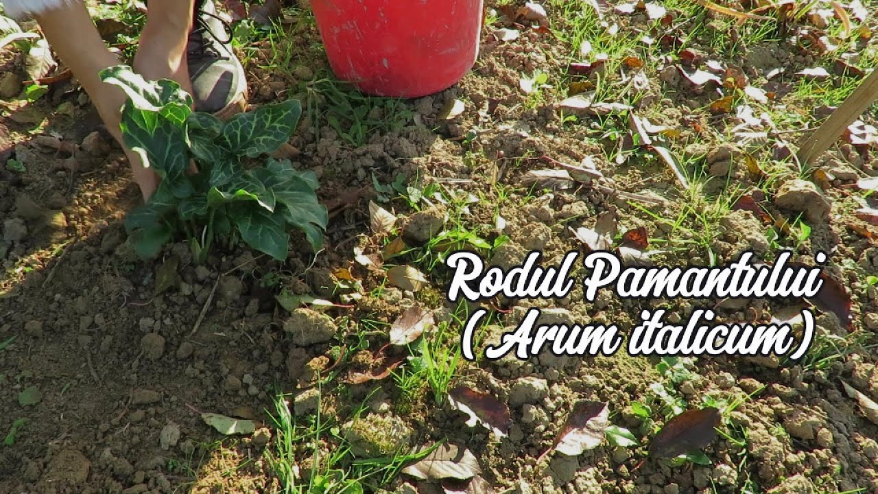 Rodul Pamantului (Arum italicum) //Roxana-Alina - YouTube