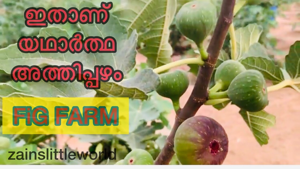 Fig Farm|അത്തിപ്പഴം|organic farming|zains little world - YouTube