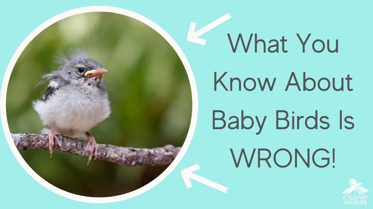 How To Help Baby Birds - YouTube