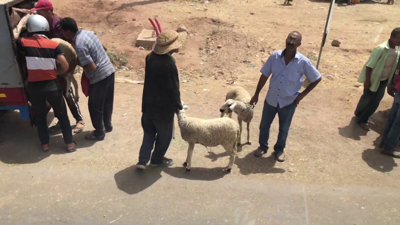 Passing through a small village - Sidi Mokhtar in Morocco - a sheep ...