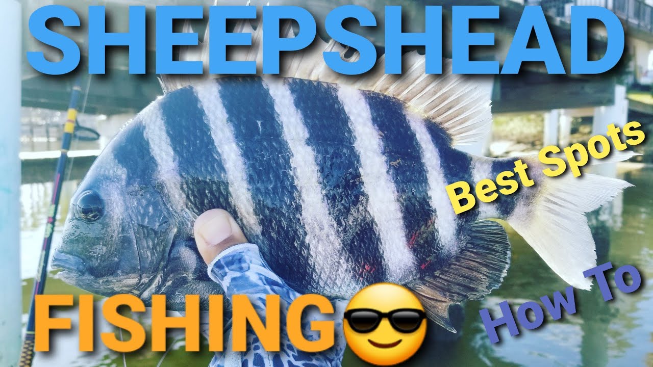 Epic Sheepshead Fishing In Florida😎 How to Catch Sheepshead And The ...