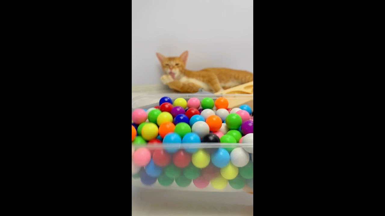 Marble Run Race & Cat ☆ HABA Slope & Retro Truck, Garbage Truck Long ...
