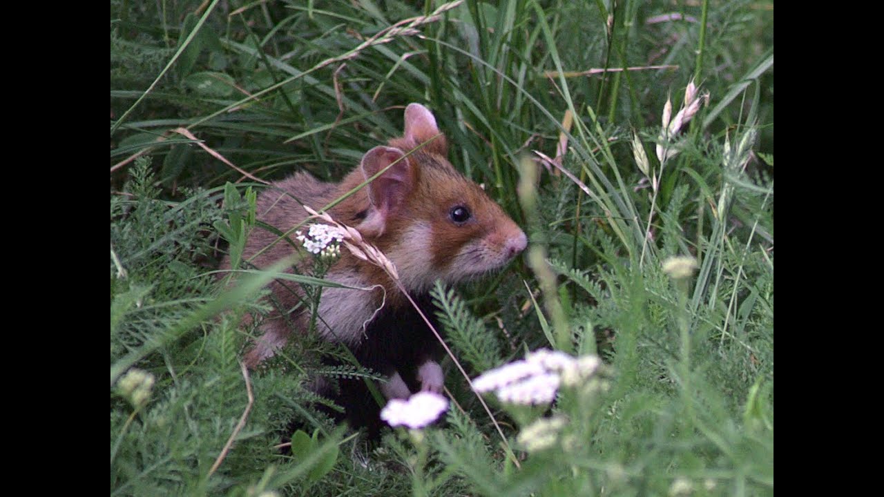 European field hamster in Austria - YouTube