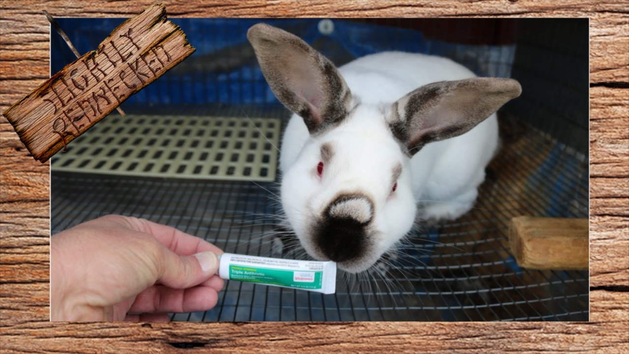First Aid For Meat Rabbits: The SR Rabbit Update 3-28-17 - YouTube