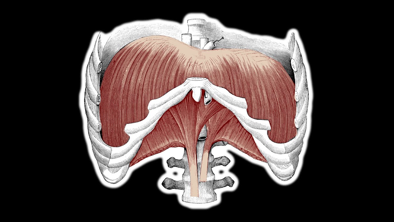 Pourquoi Entraîner son Diaphragme (et ses Muscles Respiratoires)? - PDJ ...