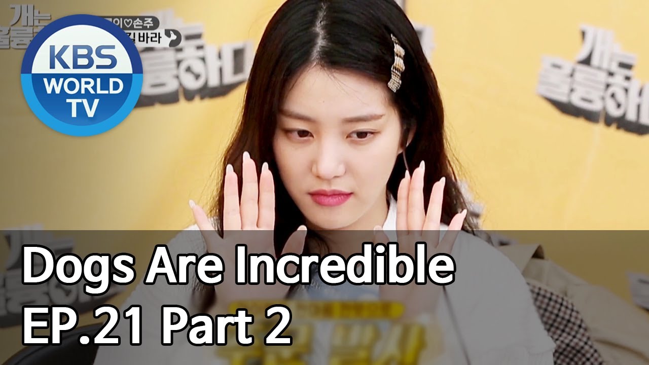 Dogs are incredible | 개는 훌륭하다 EP.21 Part 2 [SUB : ENG/2020.04.14] - YouTube