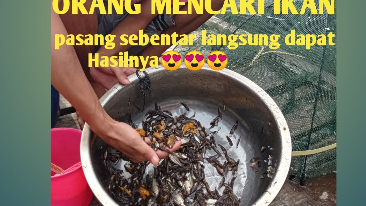 Musim ikan/Hari Keberuntungan Semua orang Mencari ikan... - YouTube