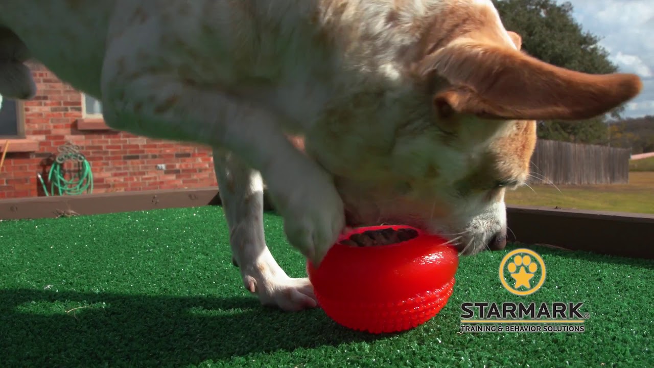 As Seen On TV: Starmark Training & Behavior Solutions - YouTube