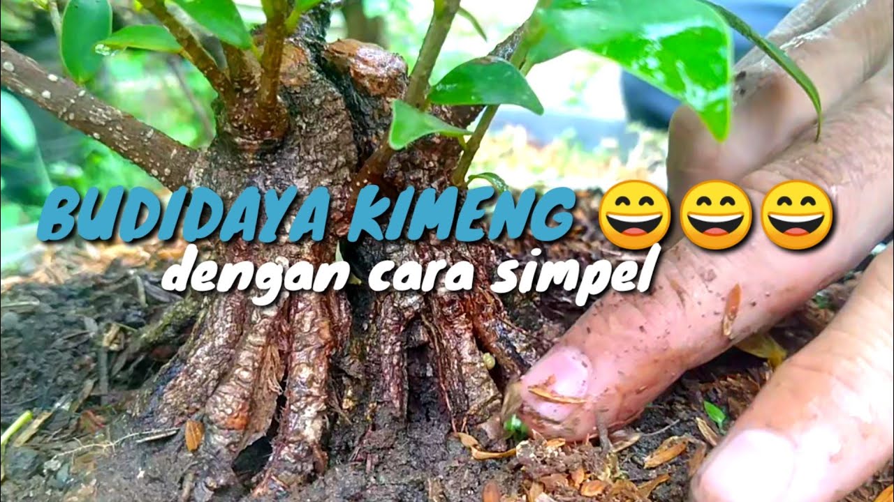 proses membuat bonsai kimeng // budidaya kimeng dengan cara stek ...