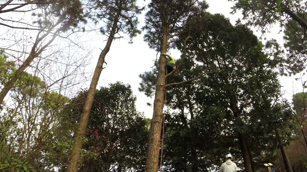 2017#2 Tree Climbing practice for ground crew, DDRT-doubled rope ...