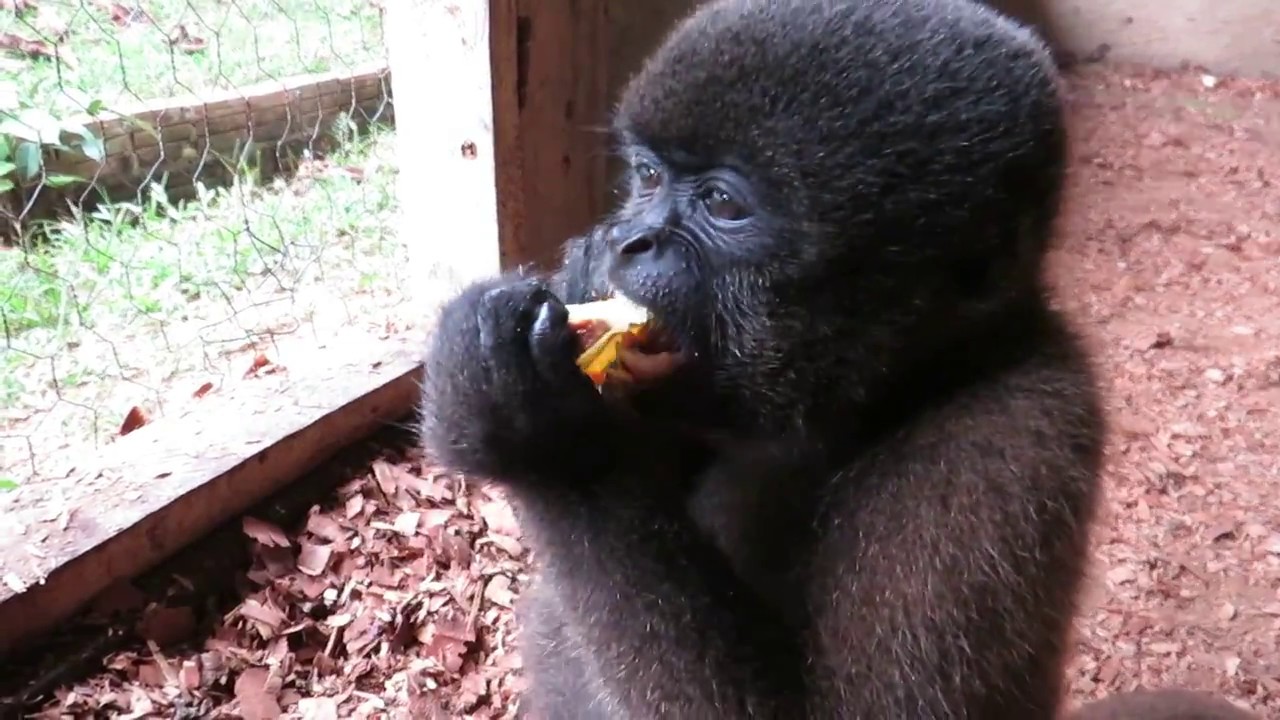 Rescued baby Woolly Monkey enjoys an orange - YouTube