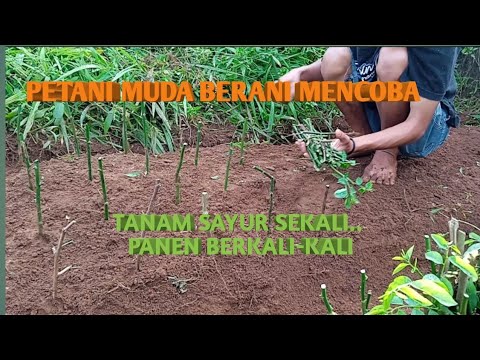 MENANAM POHON KATUK SAYURAN YANG BANYAK KHASIATNYA || BUDIDAYA TANAMAN ...